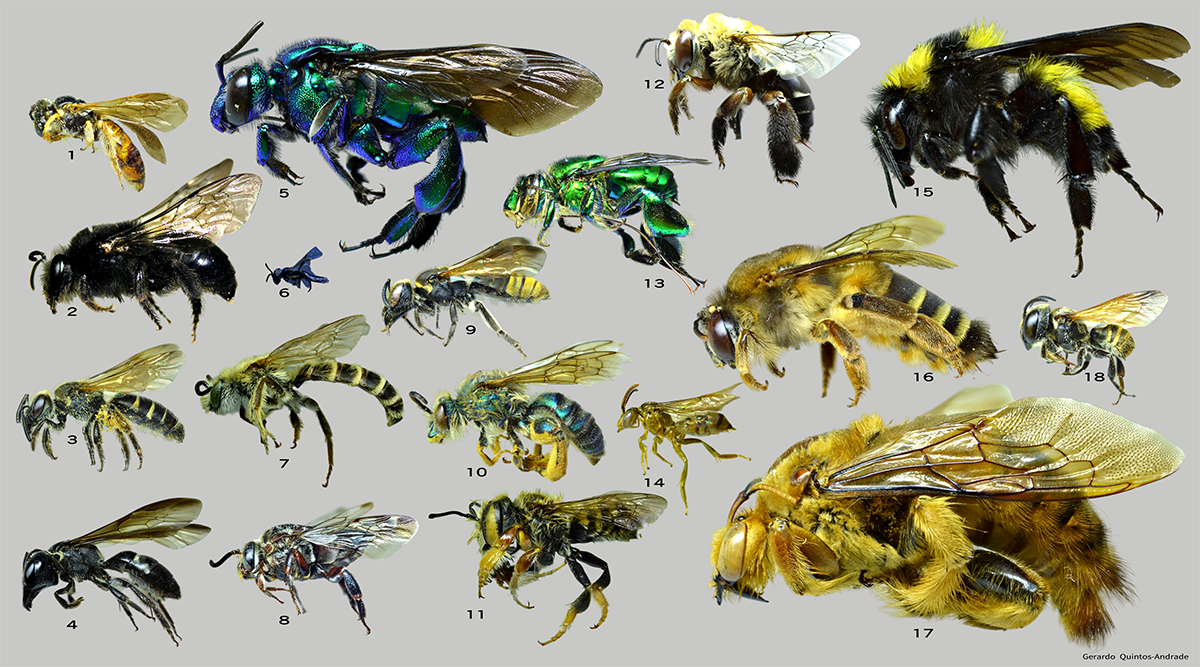 México, un país de abejas